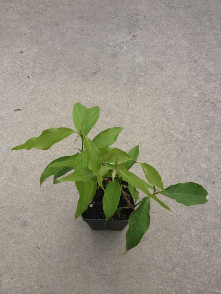Banisteriopsis Caapi (Yage’) “Cielo Strain” – Live Plant- FREE SHIPPING ...